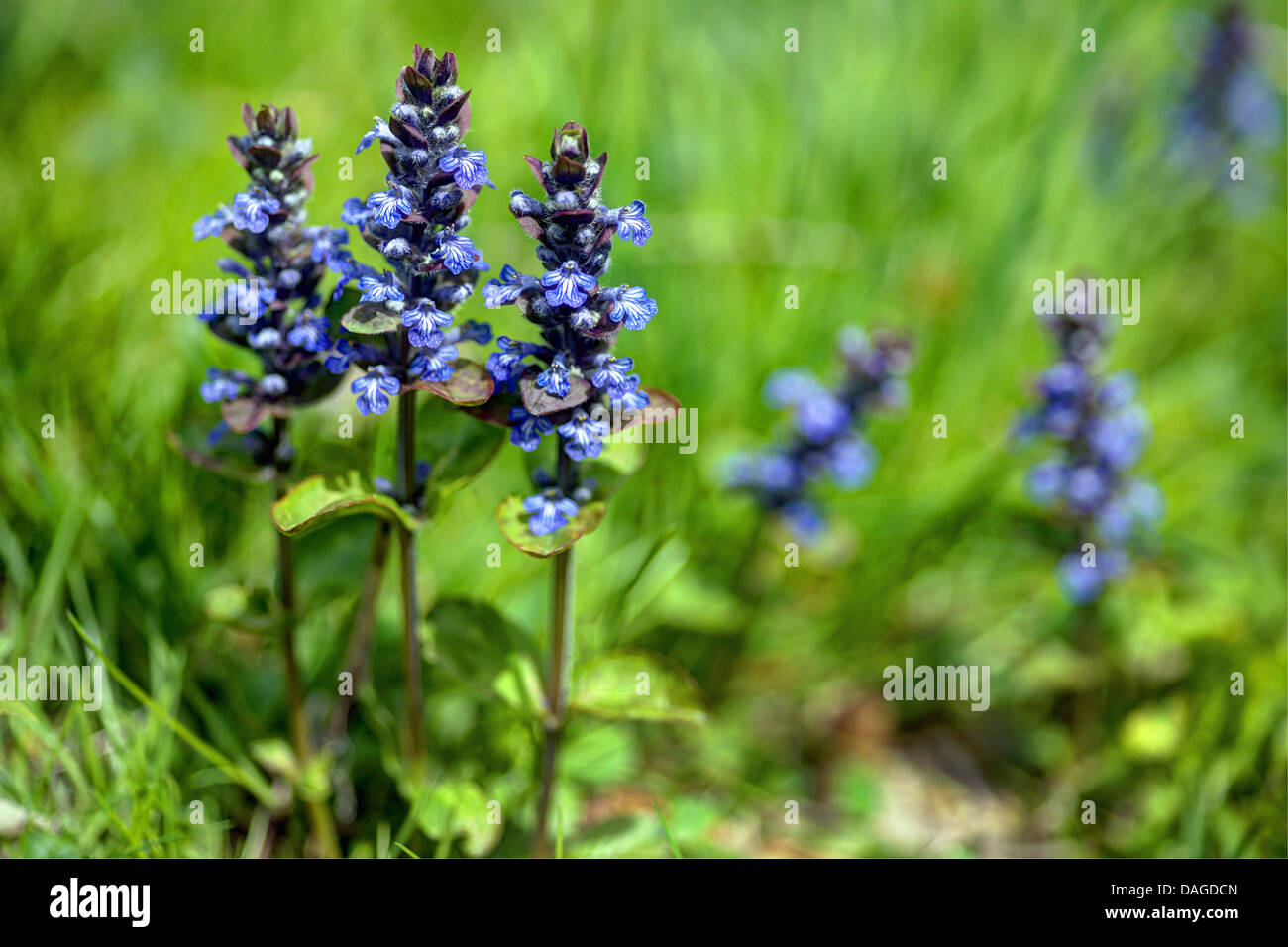 common bugle, creeping bugleweed (Ajuga reptans), blooming, Germany ...