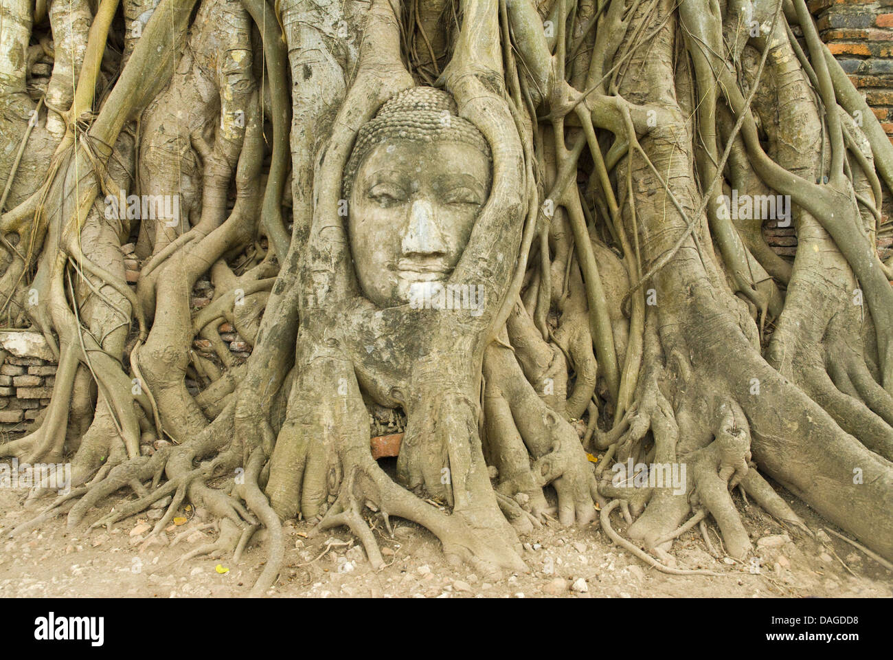 Buddha portrait between tree roots at the temple complex Wat Mahathat ...