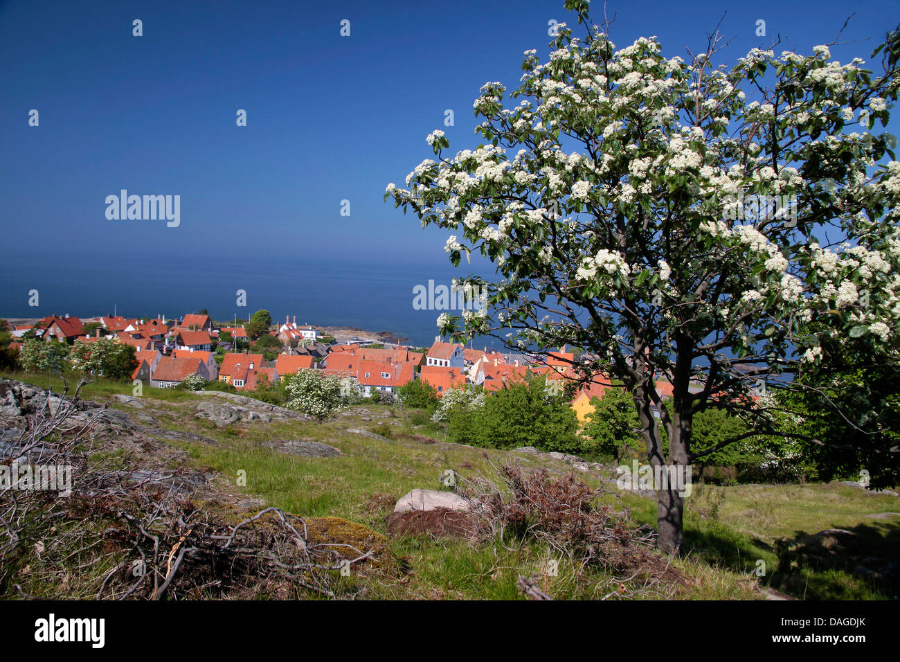 View of Gudhjem on Bornholm, Denmark Stock Photo - Alamy