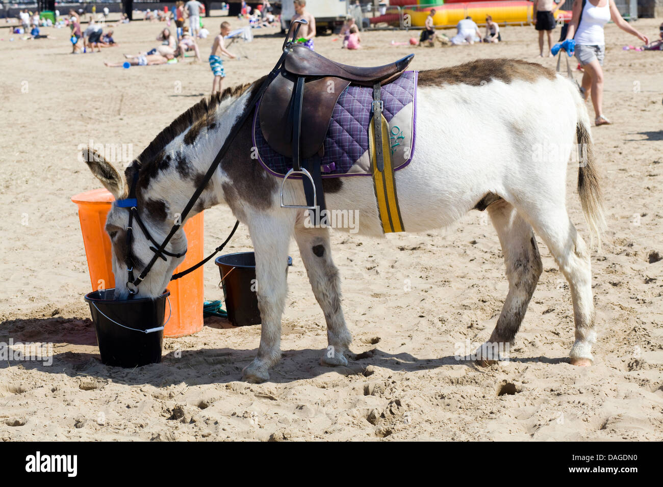 Donkey rides on the beach Stock Photo - Alamy
