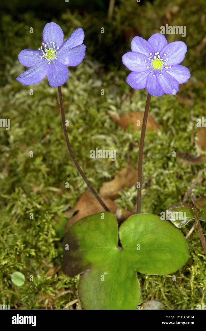 hepatica liverleaf, American liverwort (Hepatica nobilis), blooming ...