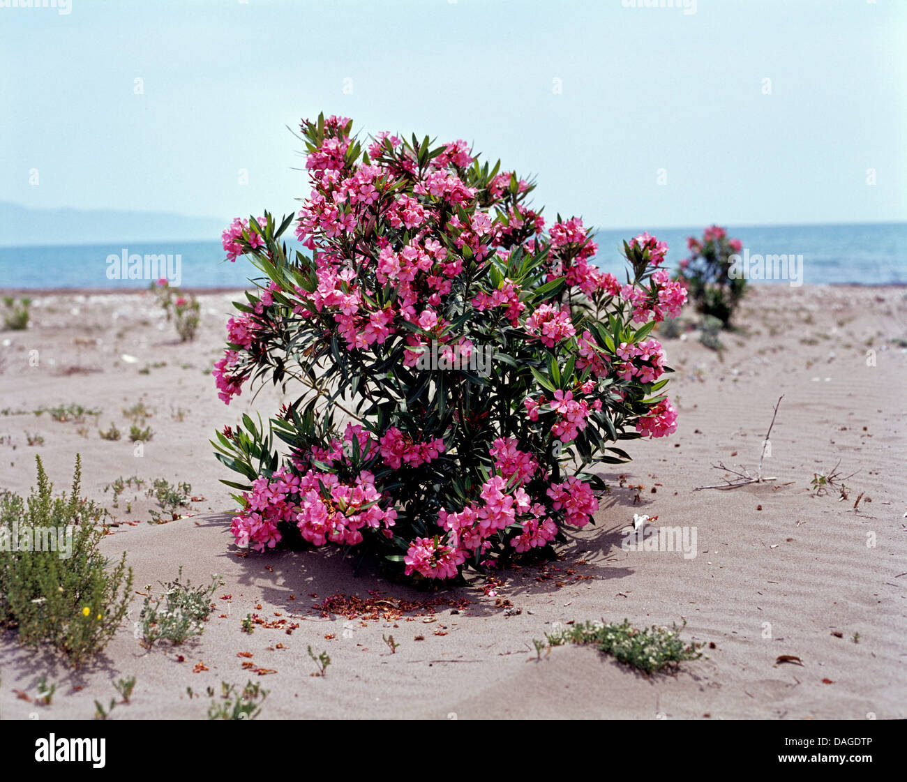 oleander (Nerium oleander), on the beach, Greece Stock Photo - Alamy