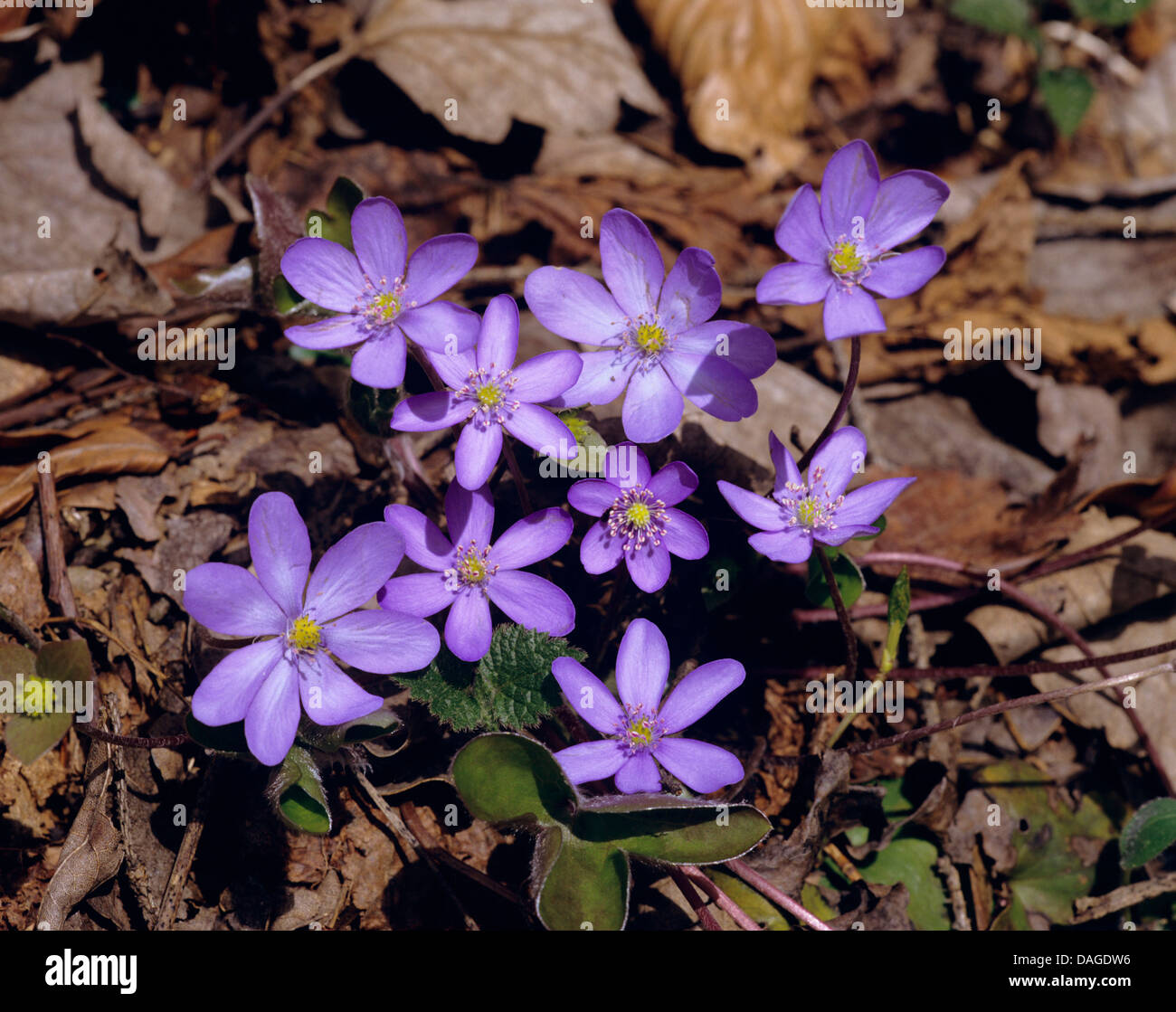 hepatica liverleaf, American liverwort (Hepatica nobilis), blooming ...