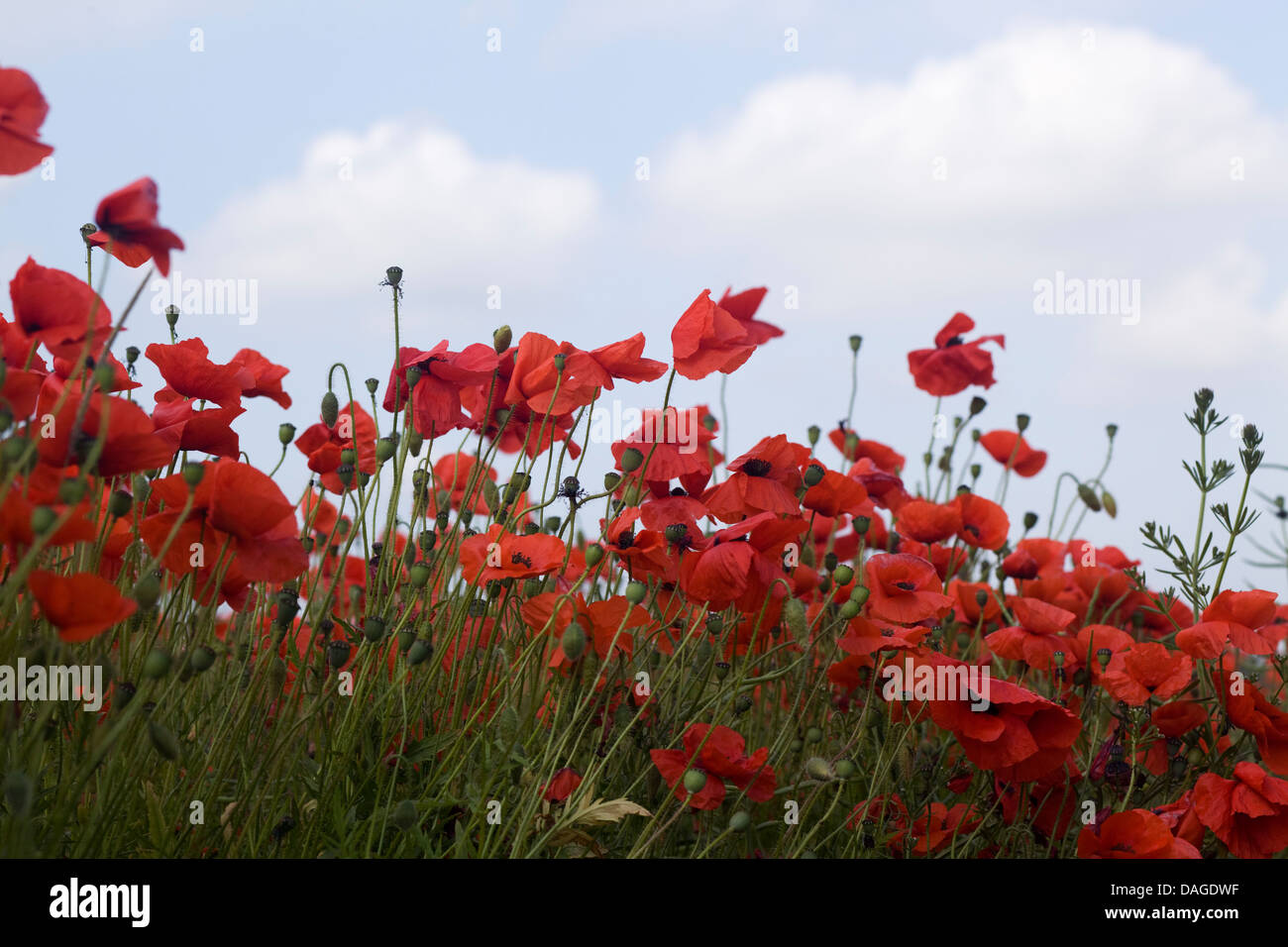 spectacular display of blood-red poppies in a meadow Papaver rhoeas ...