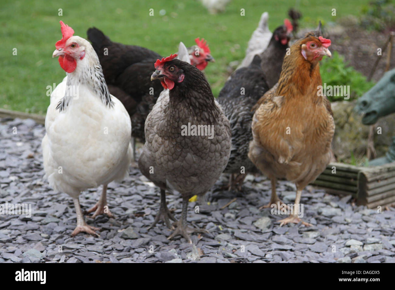 Chickens, Chicken, Hen, Hens Stock Photo - Alamy