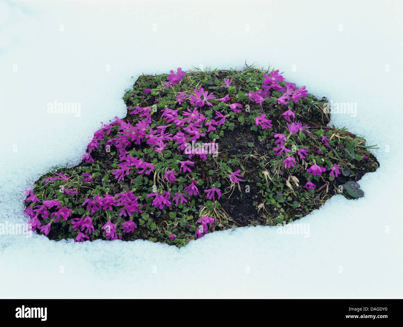 Alpine primrose (Primula minima), blooming in snow, Austria Stock Photo ...