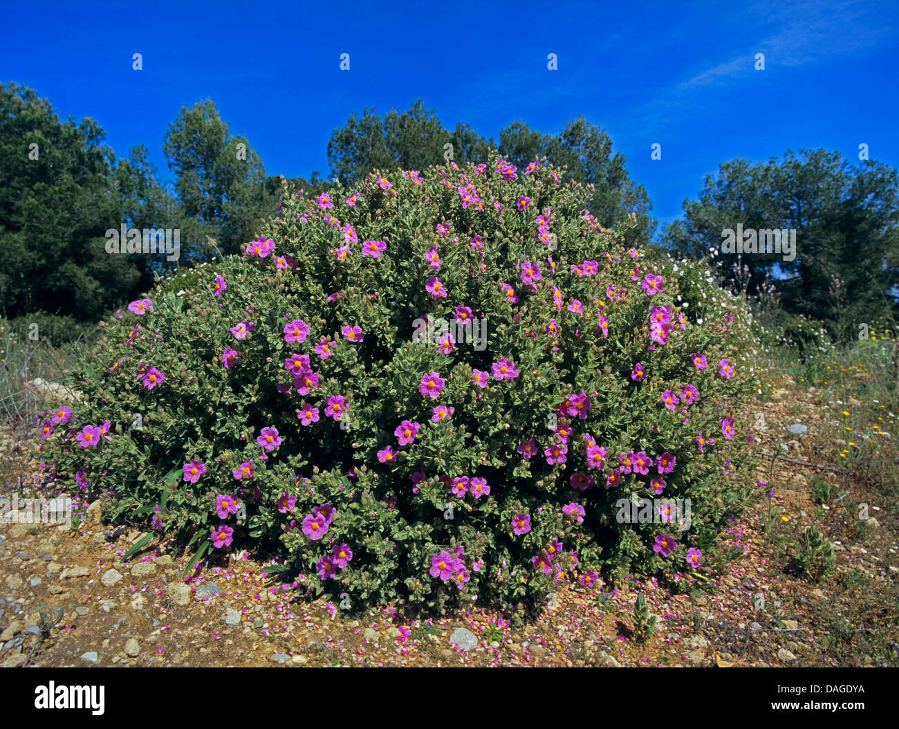 Cretan rock rose (Cistus creticus), blooming, Greece, Kos Stock Photo ...