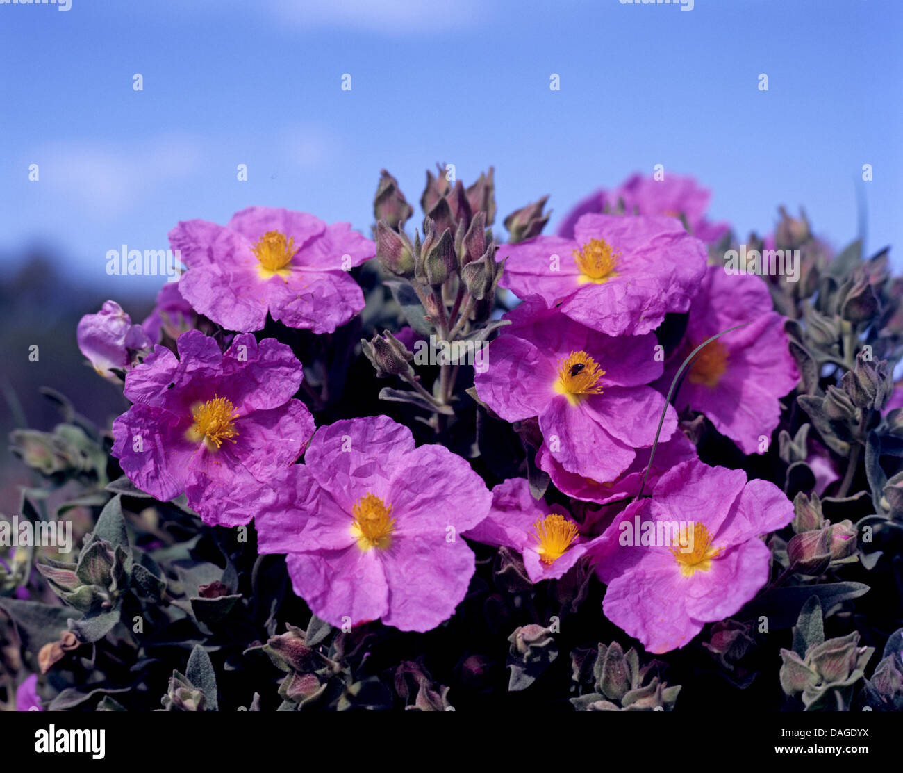 Cretan rock rose (Cistus creticus), blooming, Greece, Kos Stock Photo ...