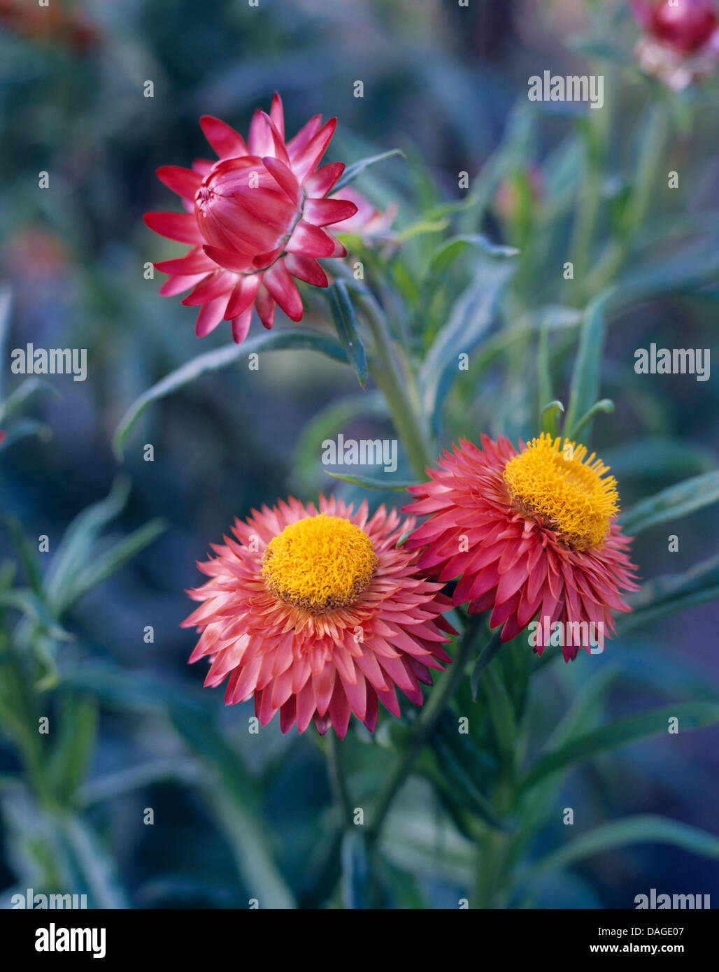 Golden everlasting, Strawflower (Helichrysum bracteatum, Xerochrysum ...