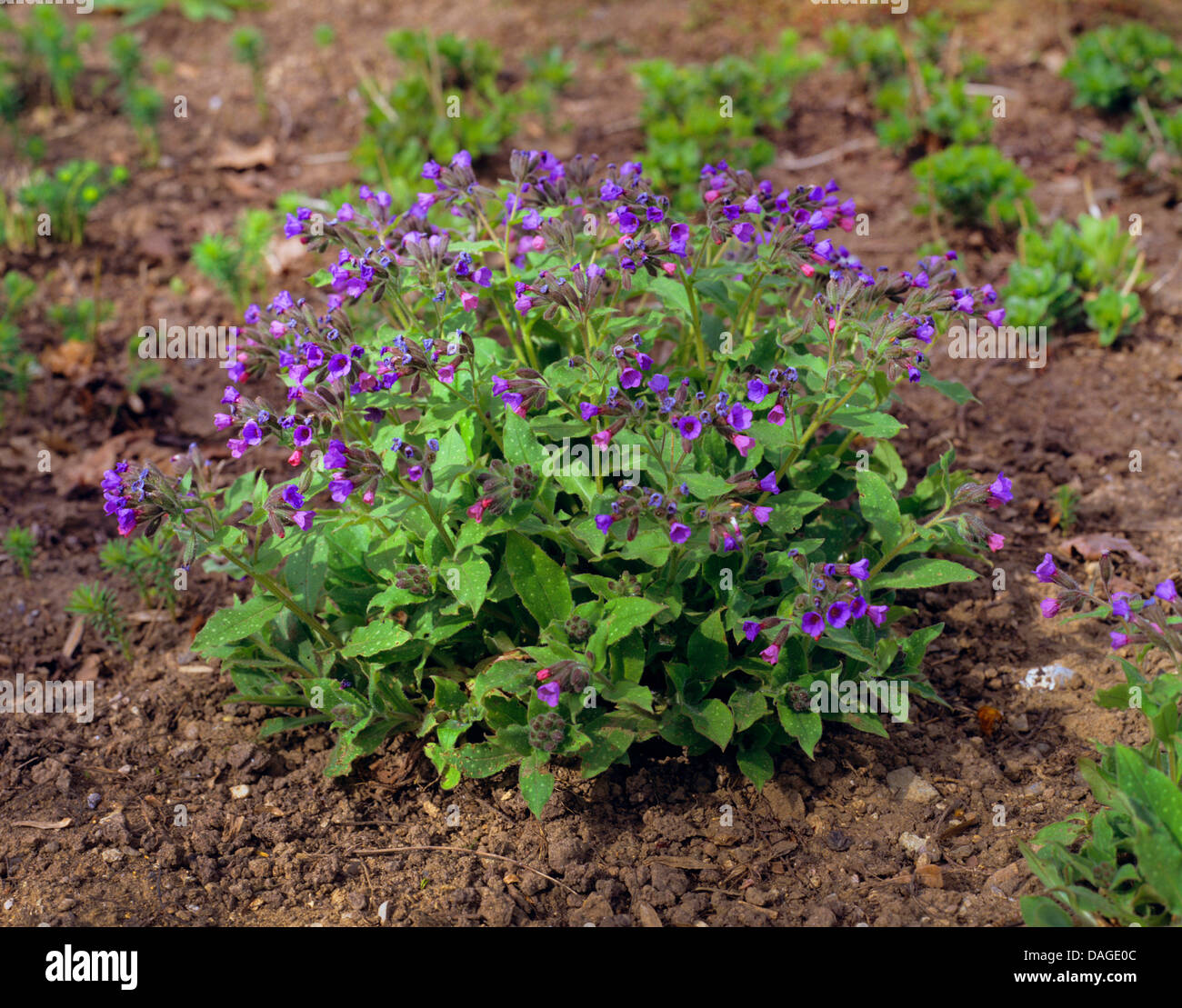 Common lungwort (Pulmonaria officinalis), blooming, Germany Stock Photo ...