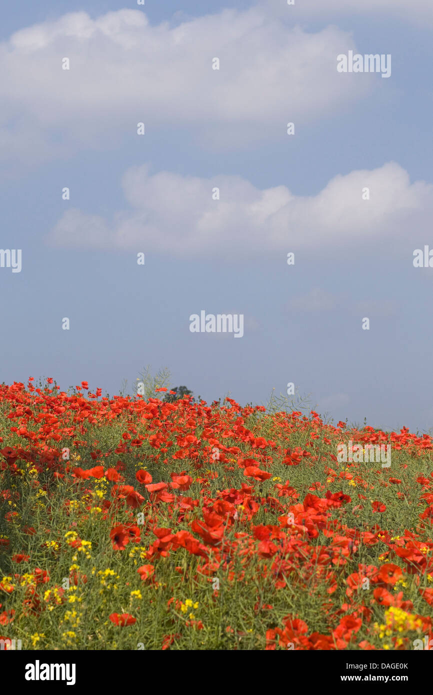 spectacular display of blood-red poppies in a meadow Papaver rhoeas ...