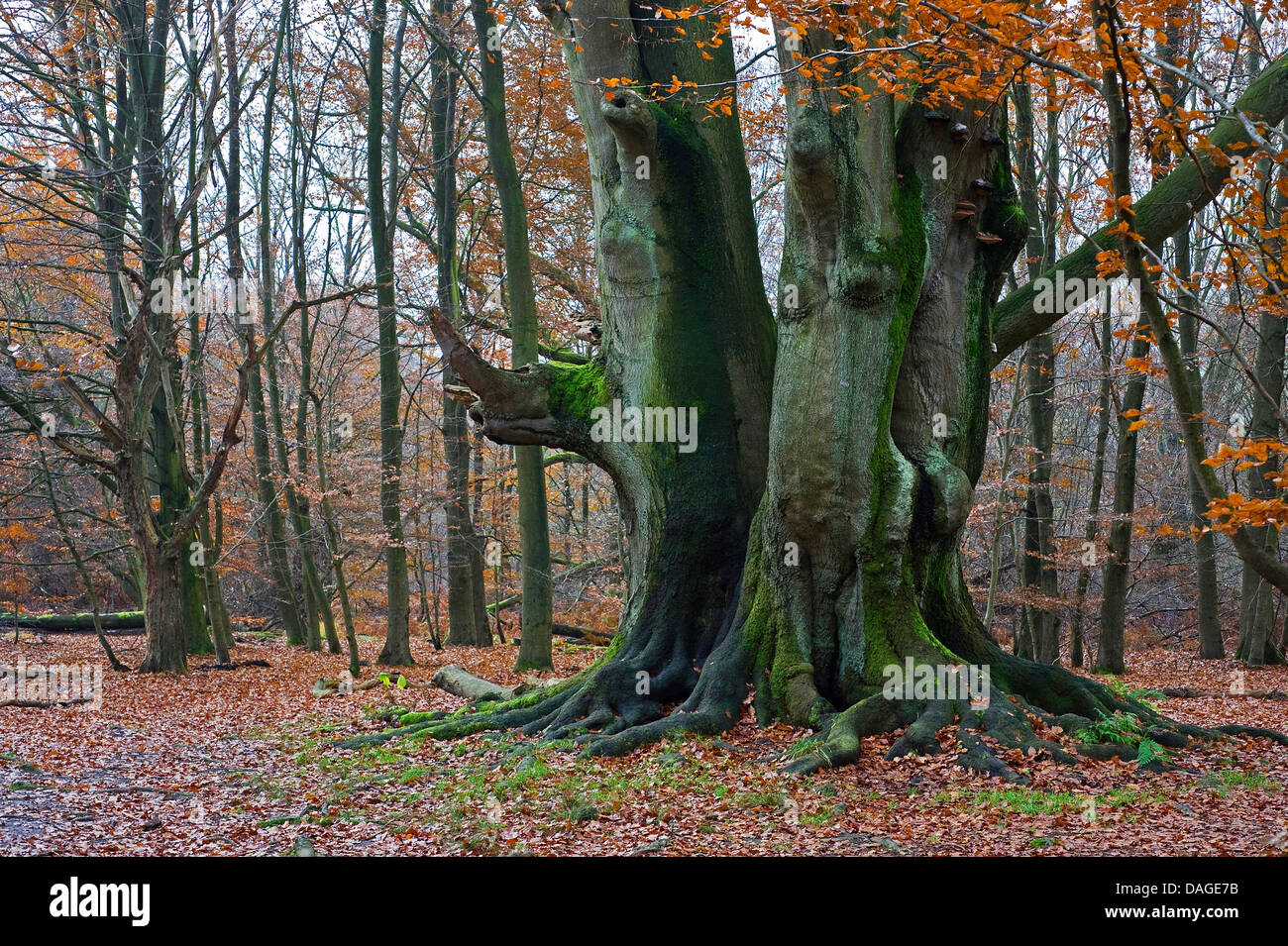 Old gnarled beech fagus sylvatica hi-res stock photography and images ...