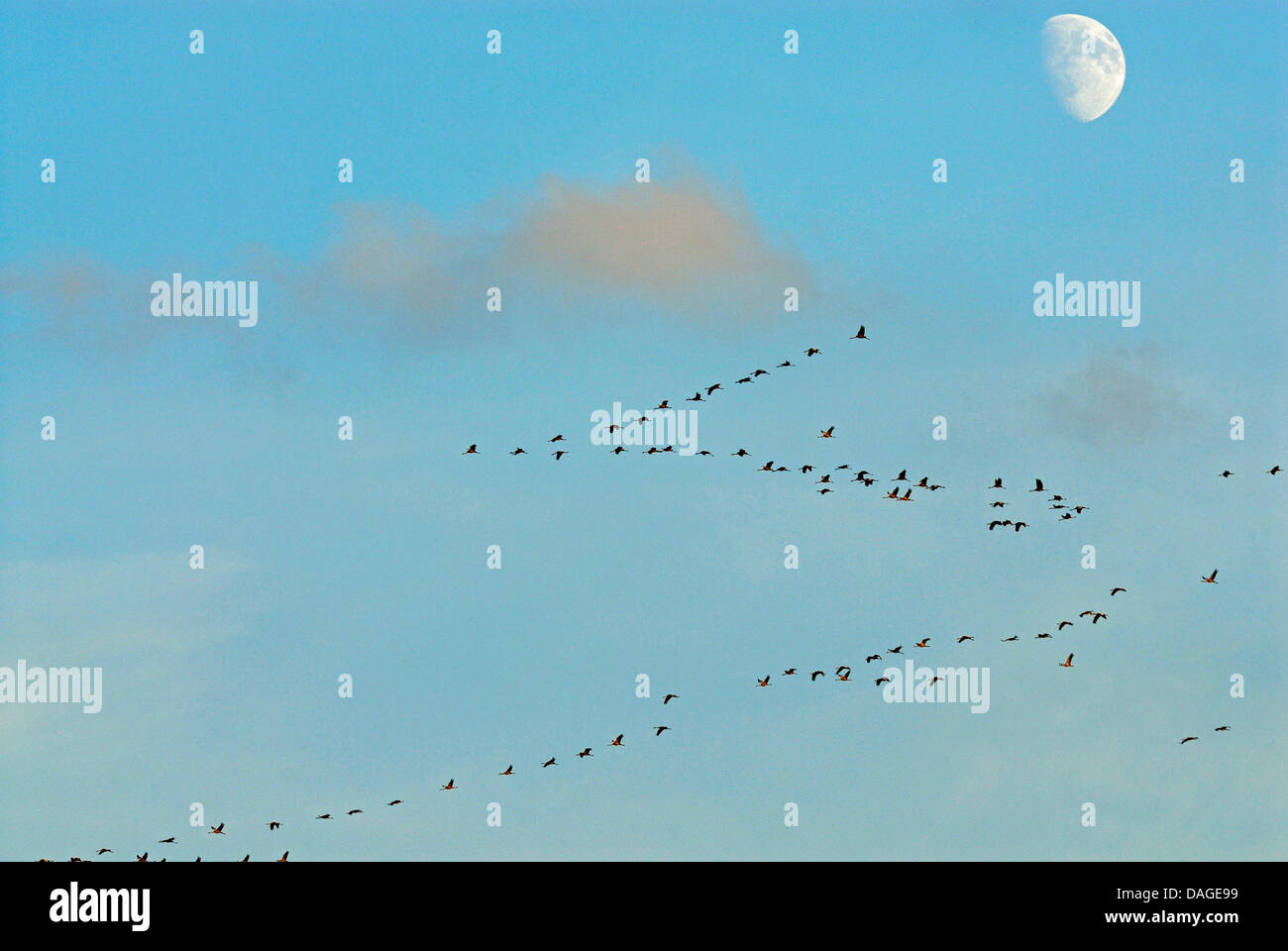 Common crane, Eurasian Crane (Grus grus), crane migration with moon ...