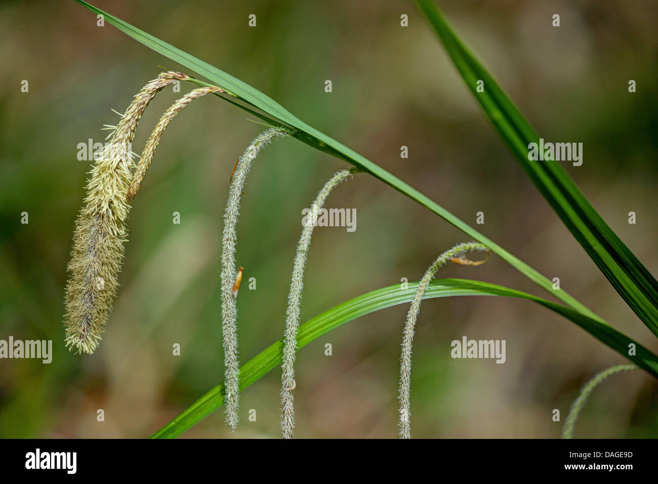 Pendulous sedge, Giant sedge grass (Carex pendula), inflorescence ...