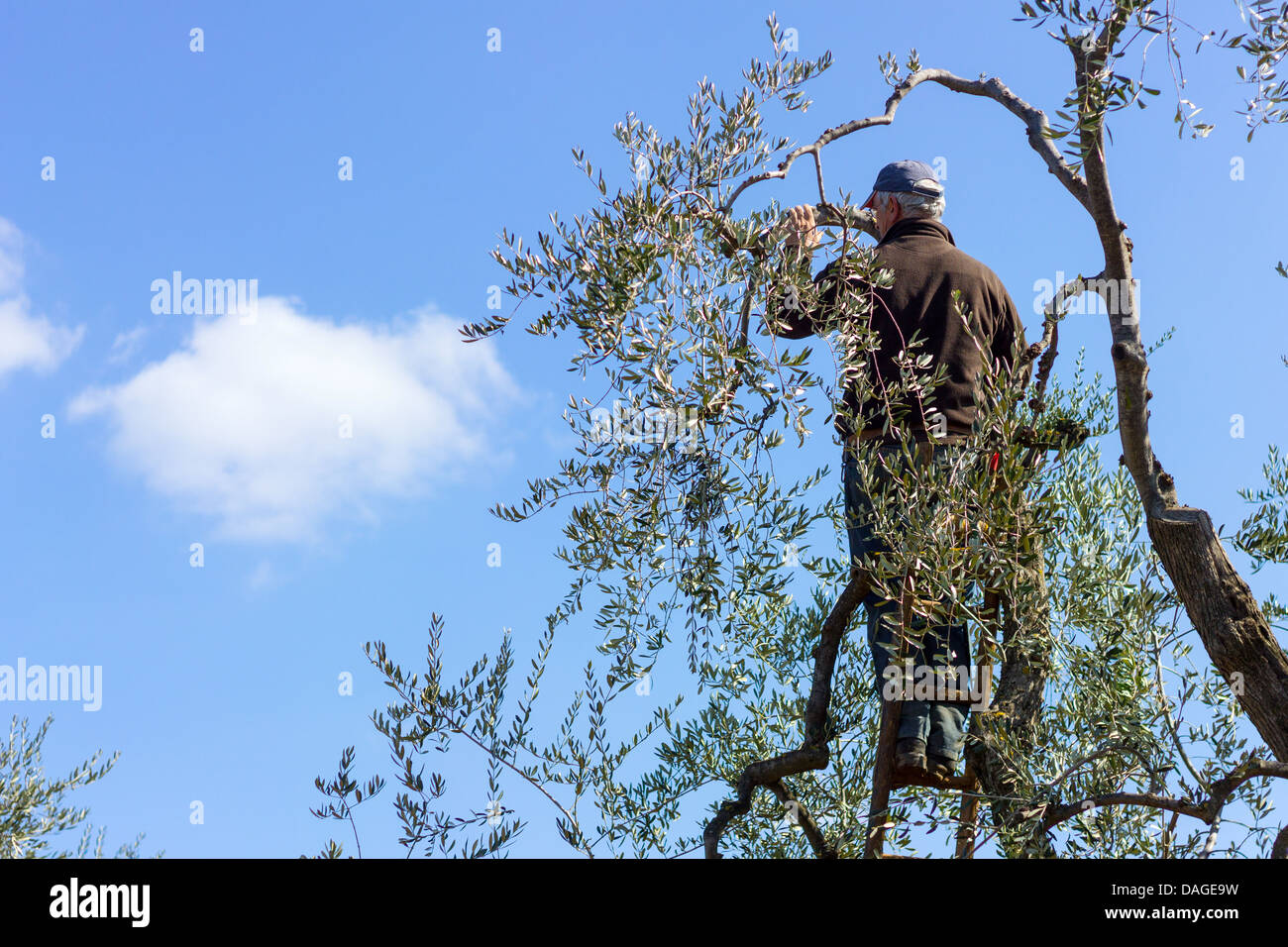 Worker pruning olive trees branches Stock Photo - Alamy