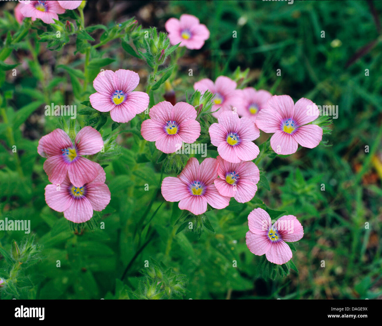 Linum pubescens hi-res stock photography and images - Alamy