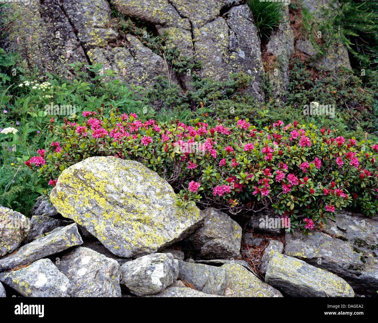 Red leaved rose hi-res stock photography and images - Alamy
