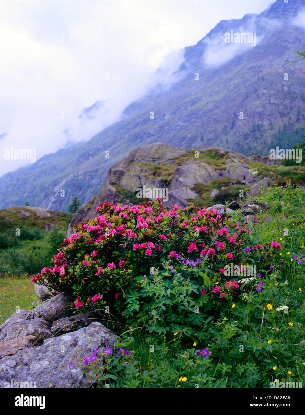 Central rocky mountains flower hi-res stock photography and images - Alamy