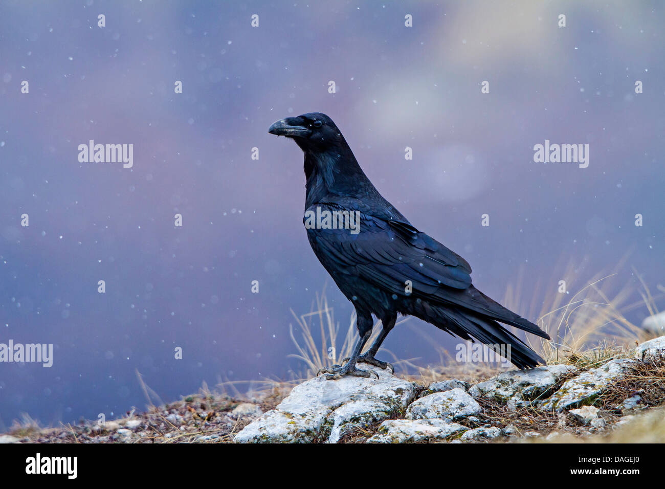 Raven on snow hi-res stock photography and images - Alamy
