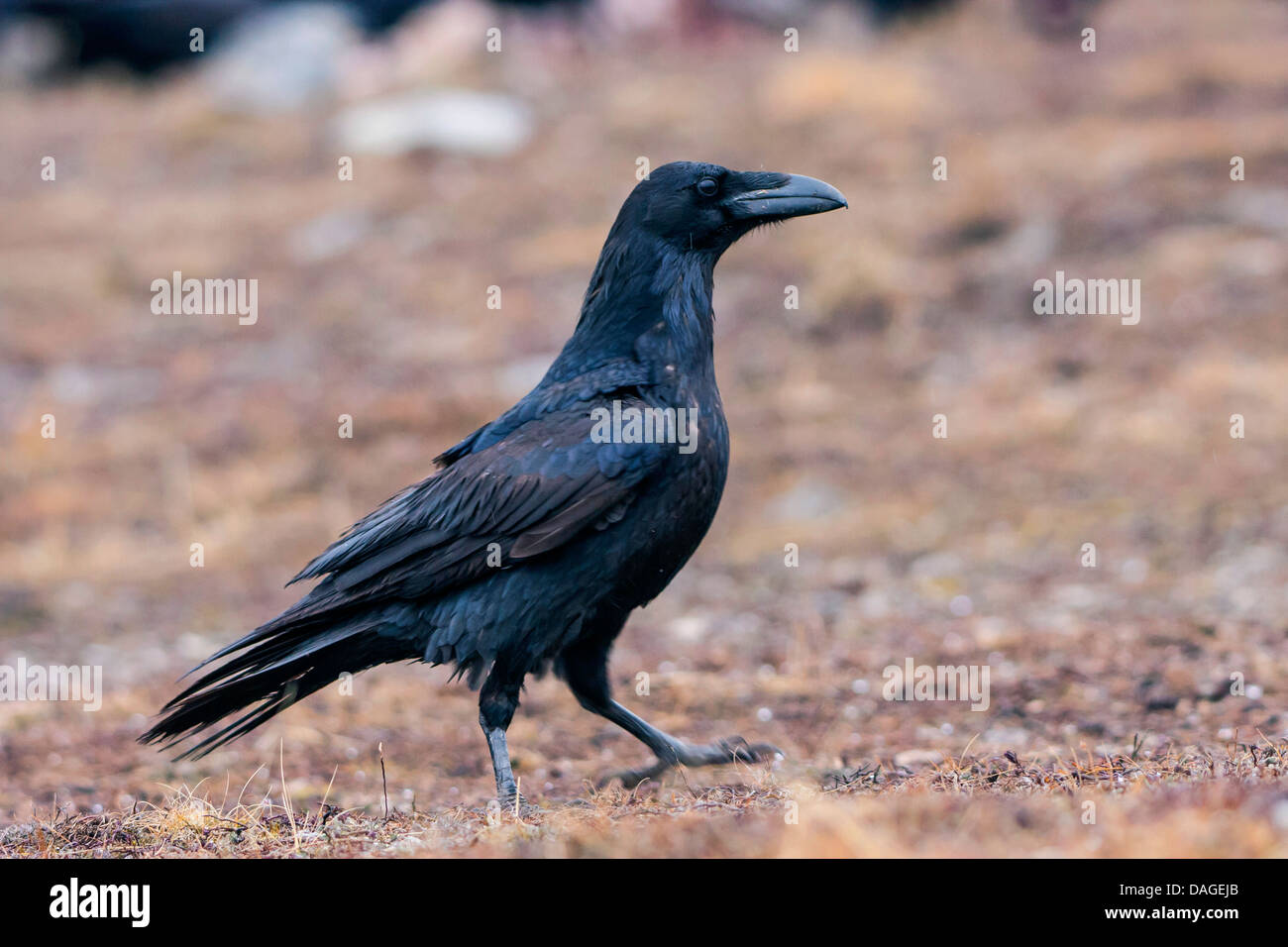 Raven food hi-res stock photography and images - Alamy