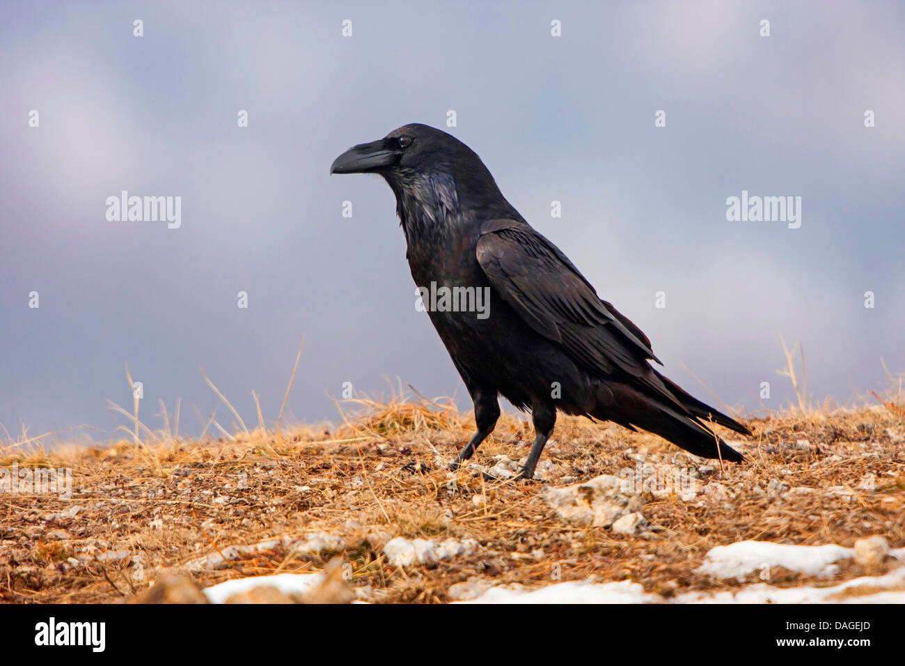Raven food hi-res stock photography and images - Alamy