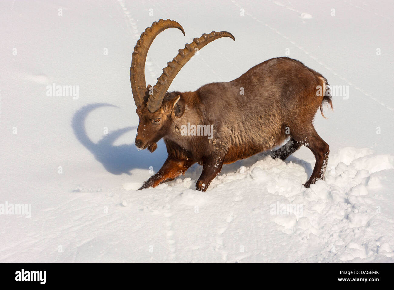 alpine ibex (Capra ibex), on the feed in snow , Switzerland, Alpstein ...