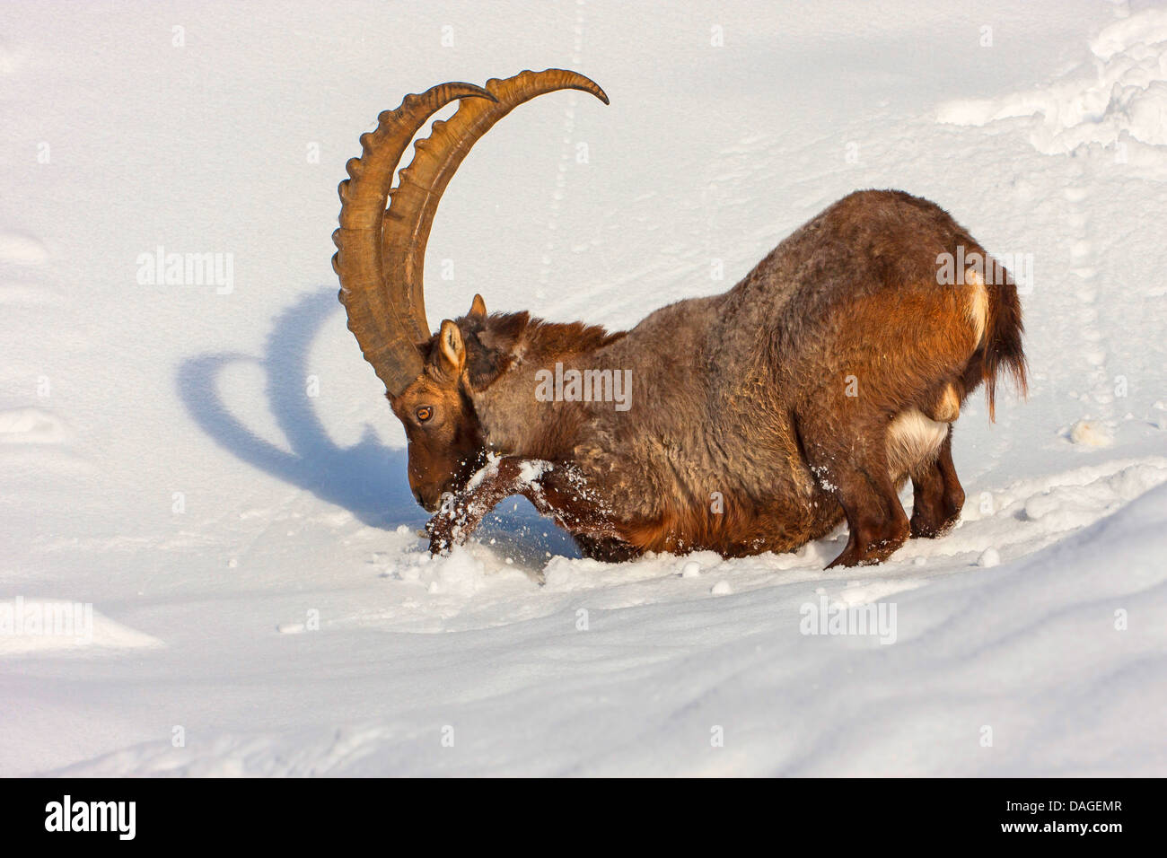 Ibex in snow hi-res stock photography and images - Alamy