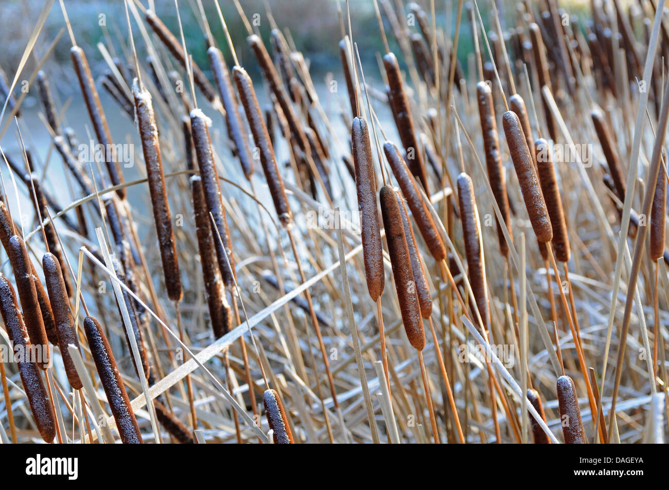 Typha Latifolia Reed Bed High Resolution Stock Photography and Images ...