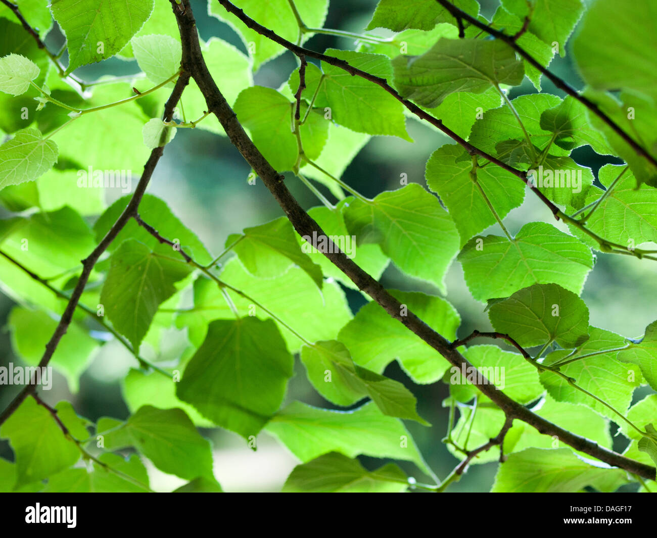 Triangular leaves hi-res stock photography and images - Alamy