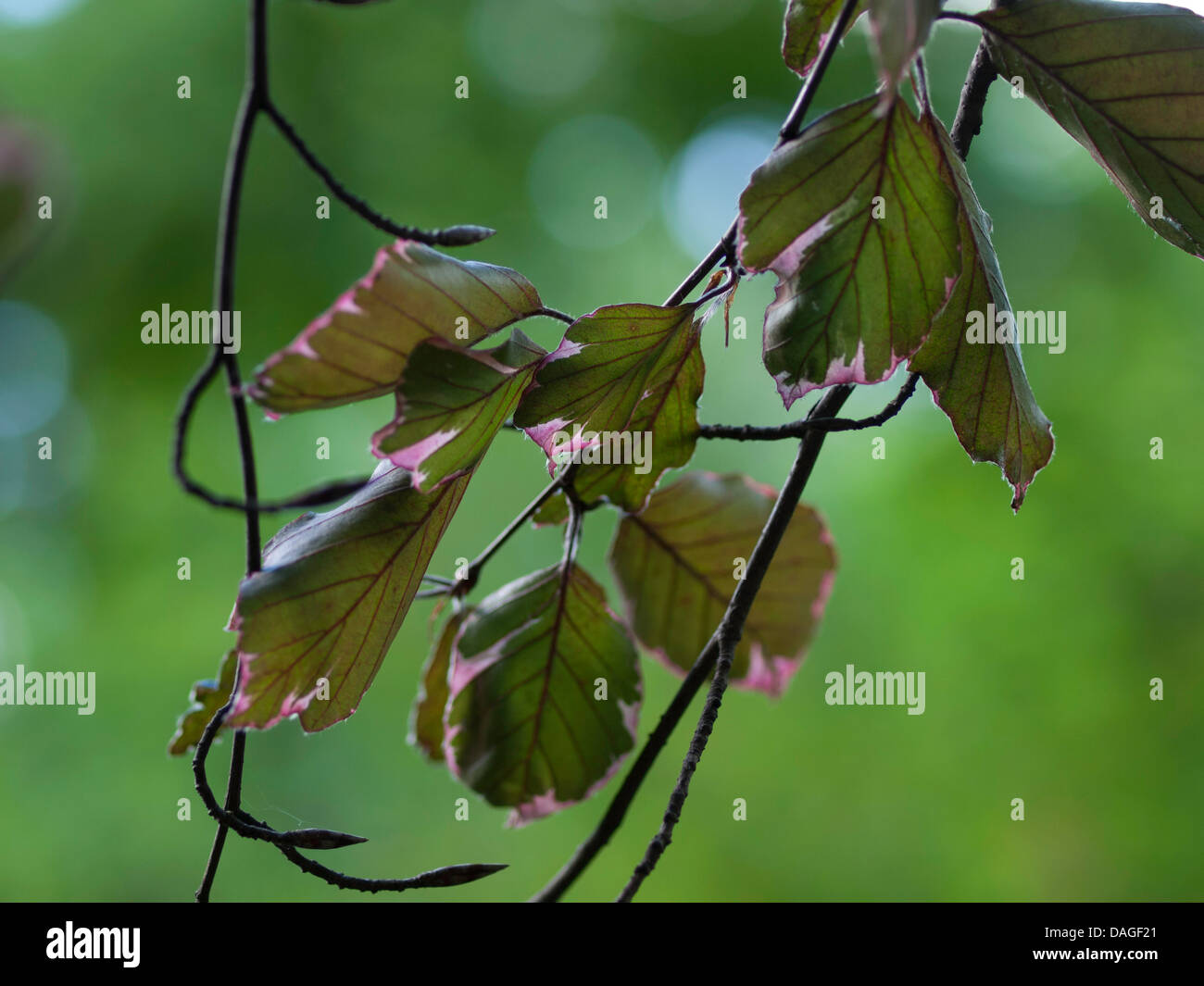 European beech or Common beech; Fagus sylvatica "tricolor Stock Photo ...