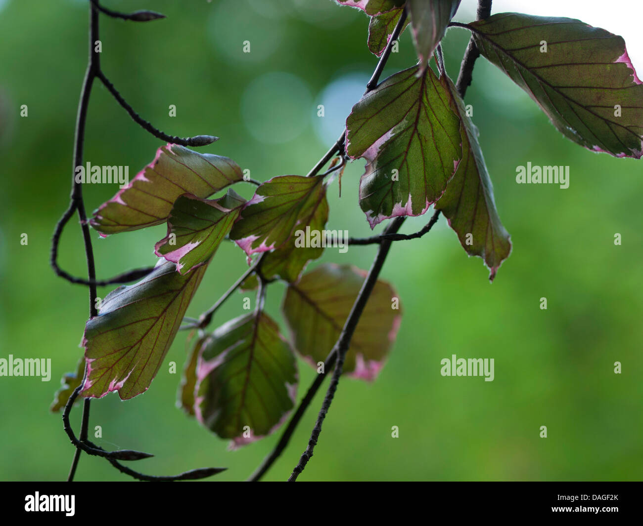 European beech or Common beech; Fagus sylvatica "tricolor Stock Photo ...