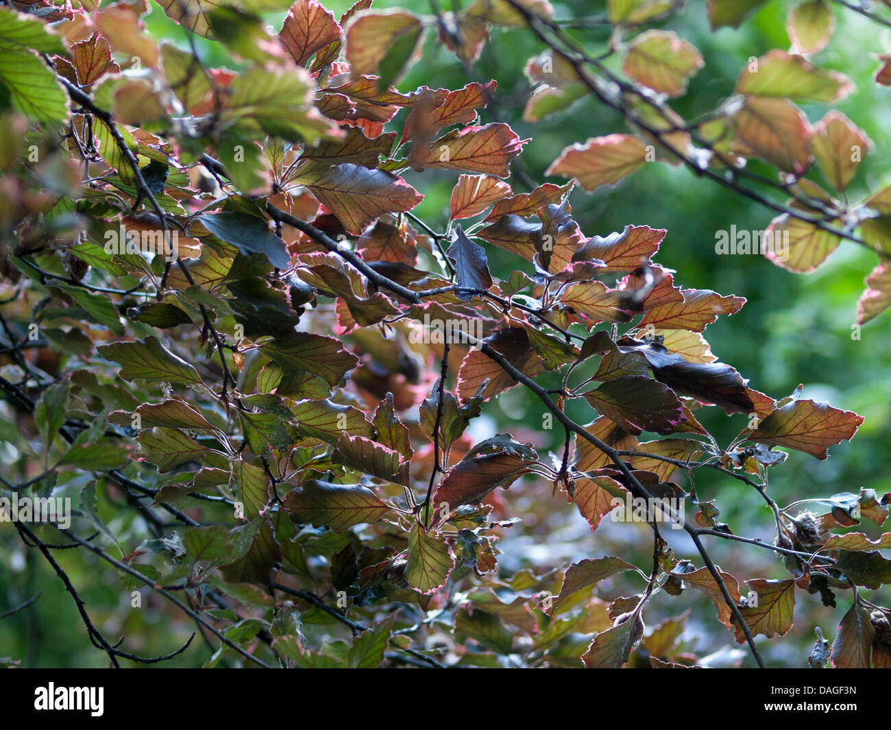 European beech or Common beech; Fagus sylvatica "tricolor Stock Photo ...