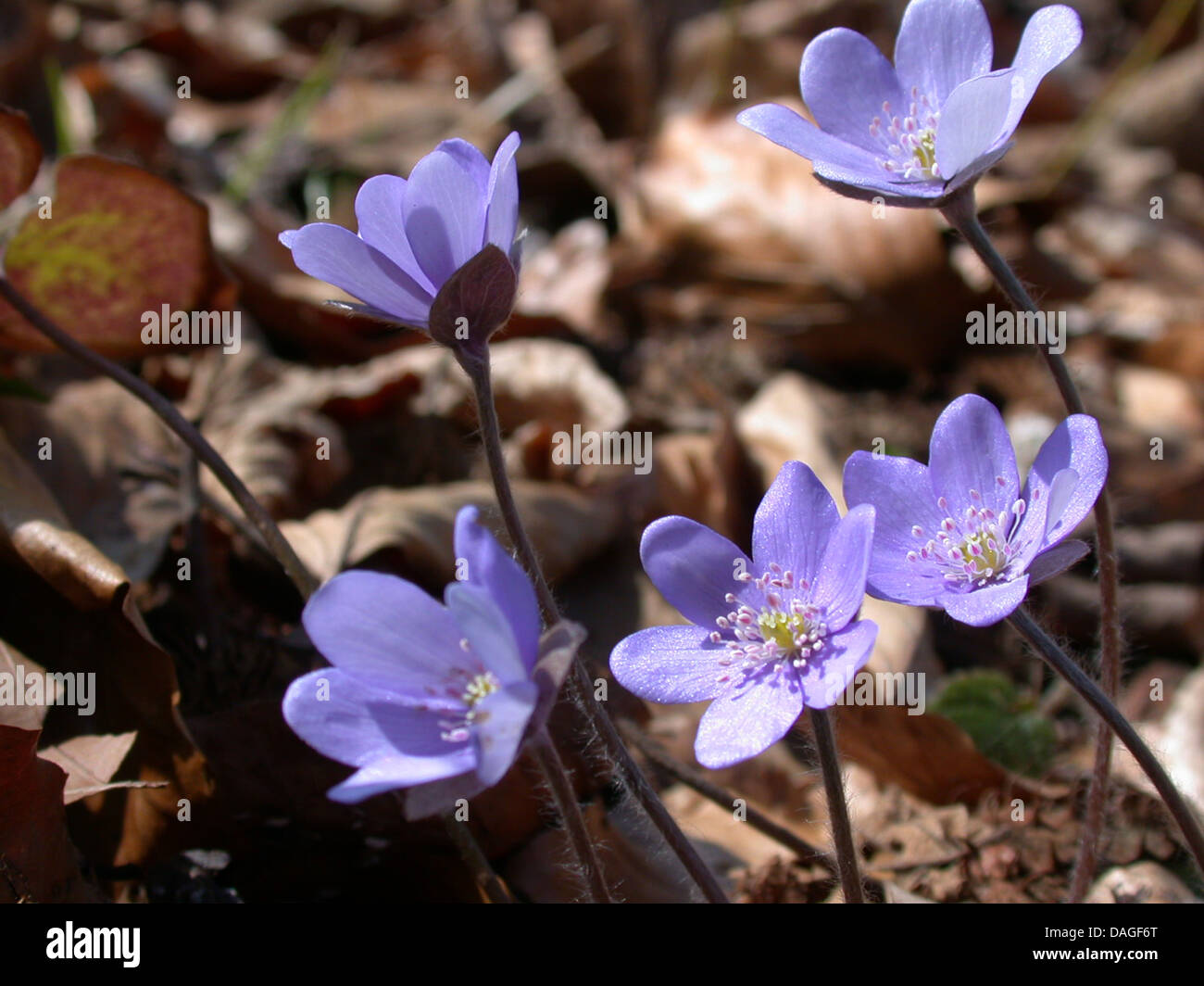 hepatica liverleaf, American liverwort (Hepatica nobilis), blooming ...