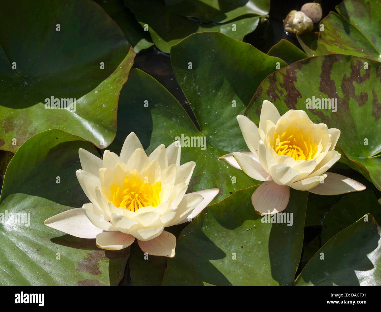 Water lilly (Nymphaea 'Paul Harriot' Stock Photo - Alamy