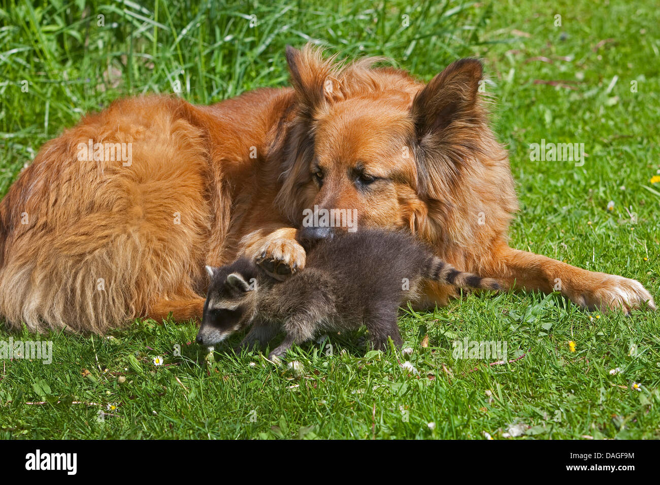 common raccoon (Procyon lotor), hand-raised juvenile raccoon playing ...