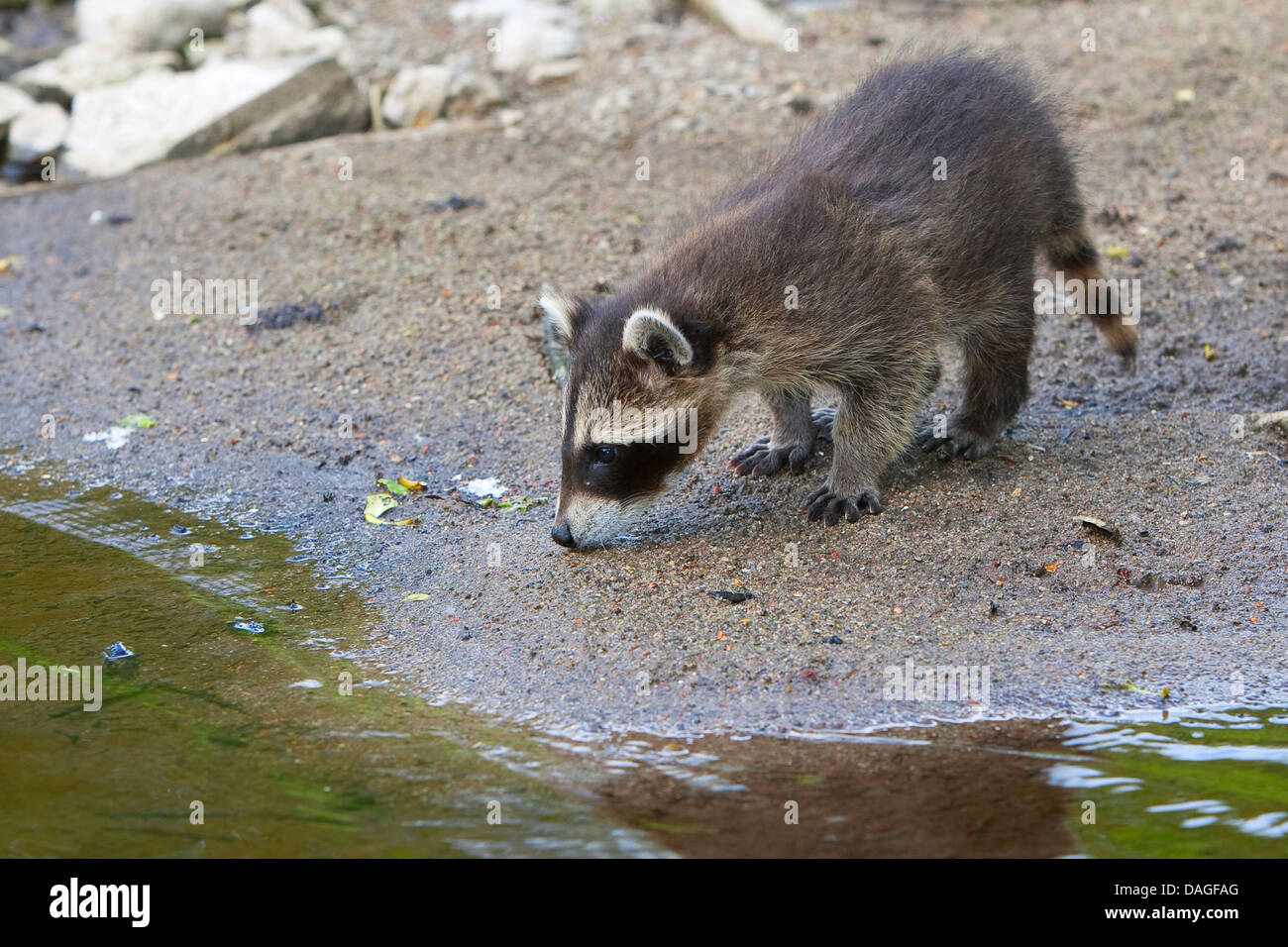 common raccoon (Procyon lotor), two months old young animal standing on ...