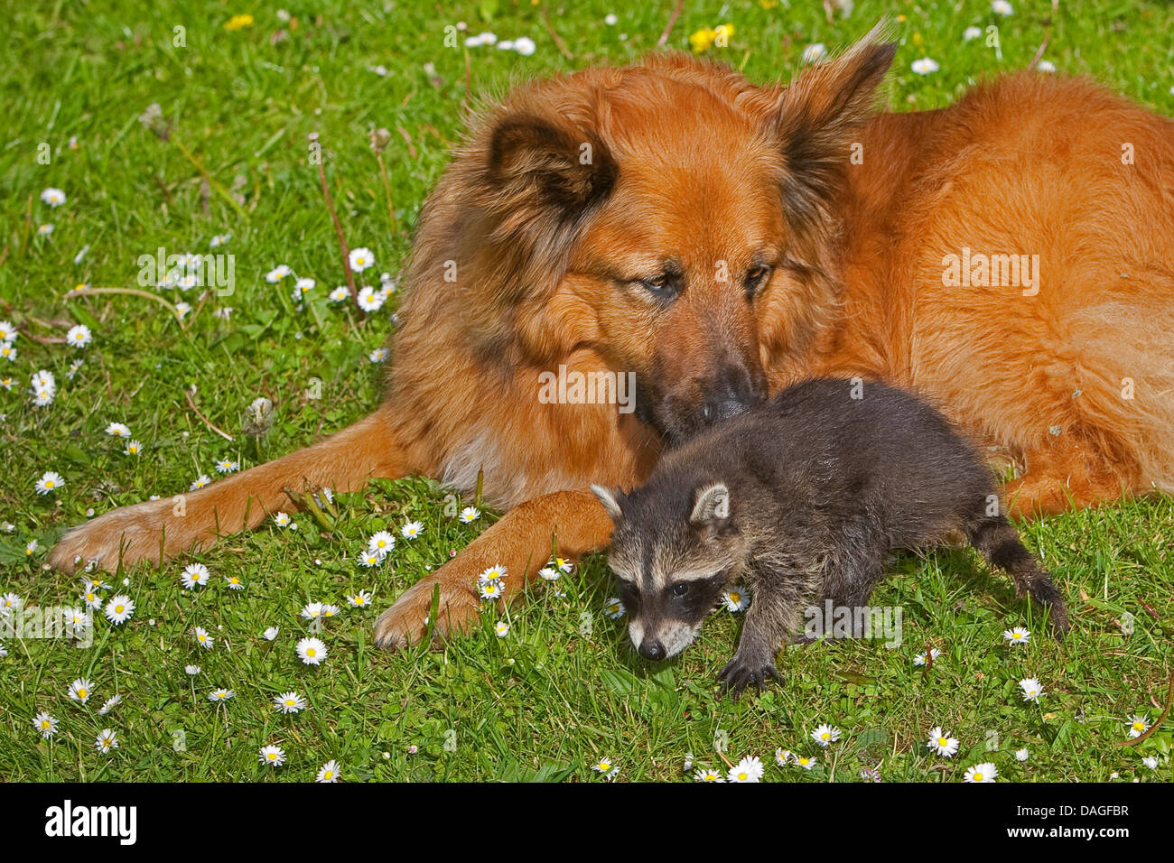 common raccoon (Procyon lotor), hand-raised juvenile raccoon playing ...