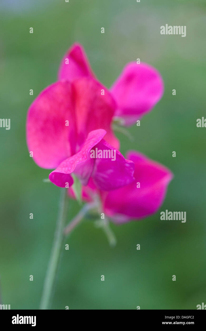 Lathyrus odoratus. Single pink sweet pea flower Stock Photo - Alamy