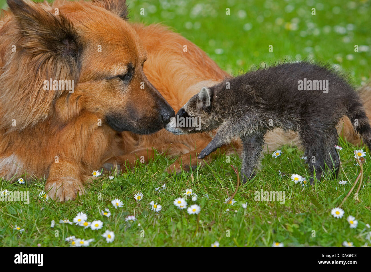 common raccoon (Procyon lotor), hand-raised juvenile raccoon playing ...