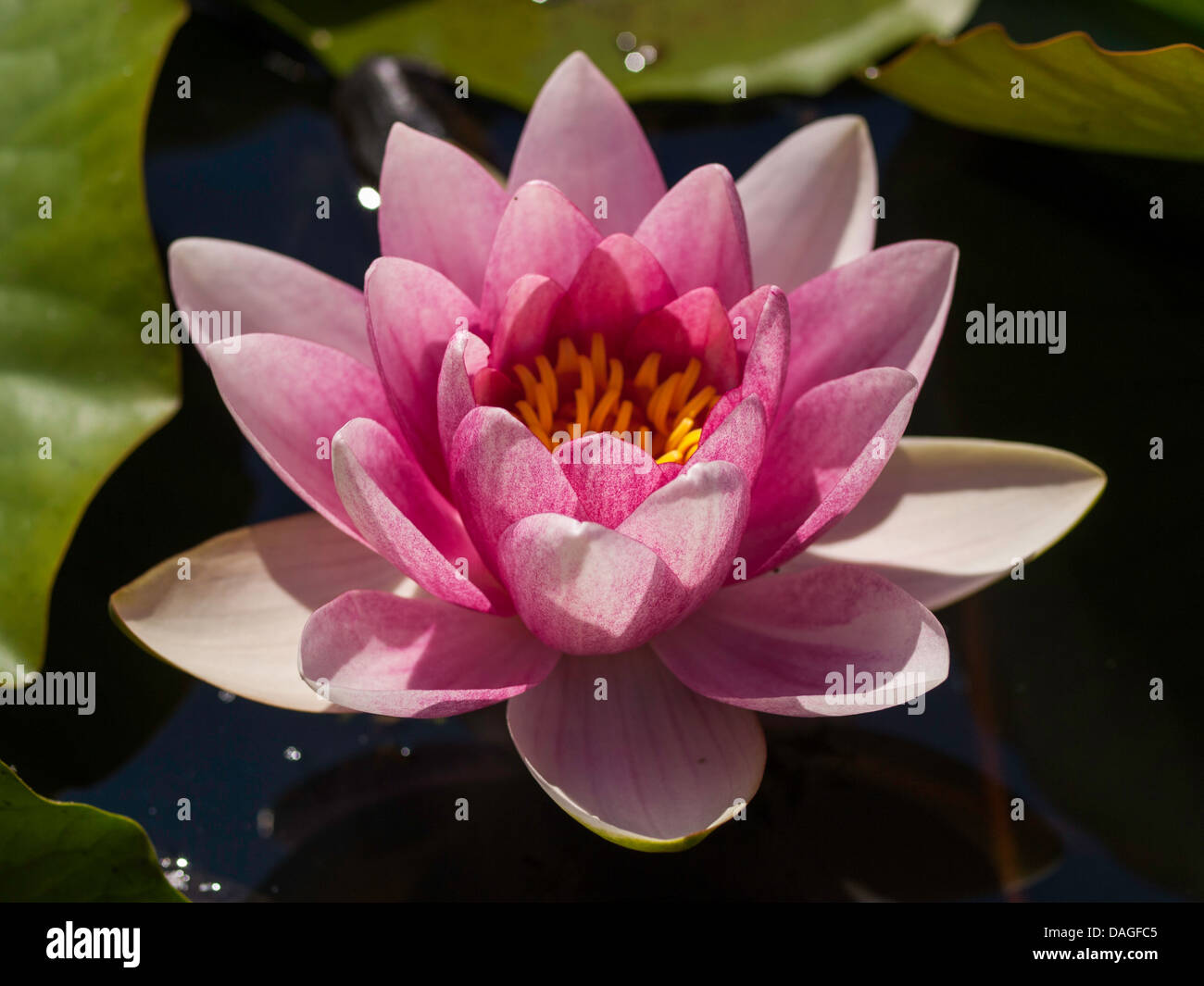 Waterlily Rene Gerard; Nymphaea 'Rene Gerard' Stock Photo - Alamy