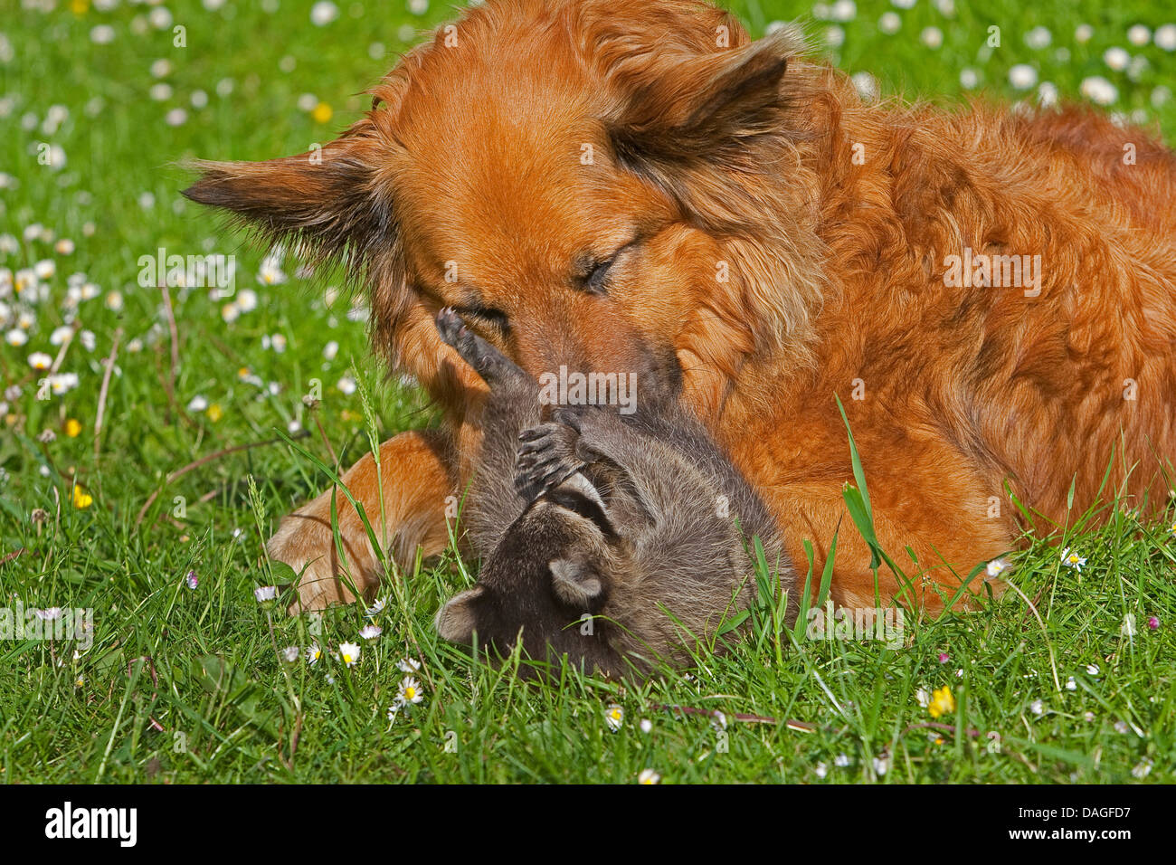 common raccoon (Procyon lotor), hand-raised juvenile raccoon playing ...