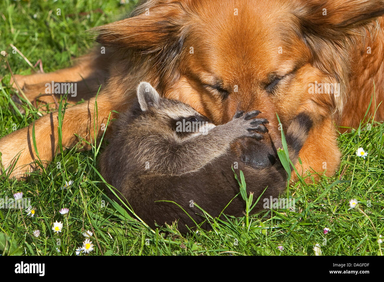 common raccoon (Procyon lotor), hand-raised juvenile raccoon playing ...