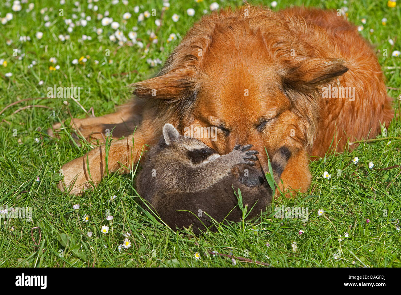 common raccoon (Procyon lotor), hand-raised juvenile raccoon playing ...