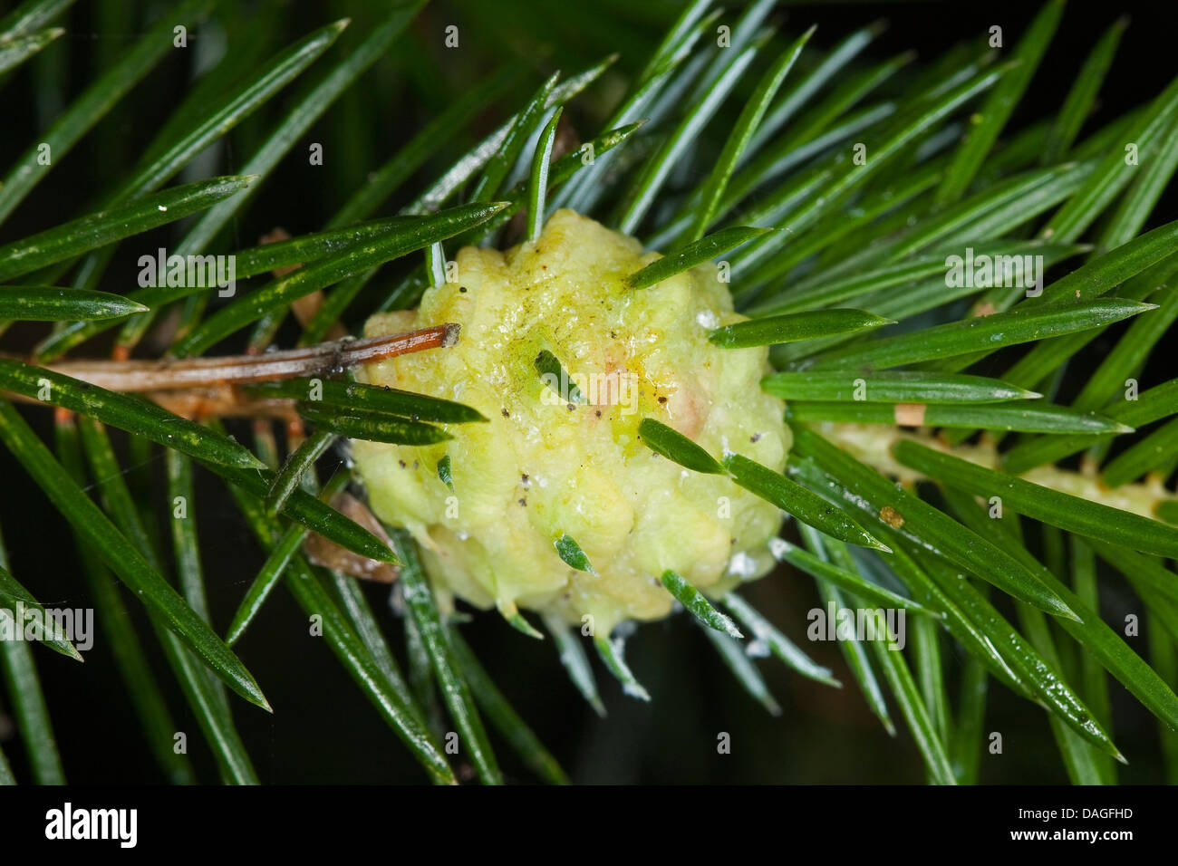 red larch gall adelgid (Adelges spec., ), pineapple gall at spruce ...