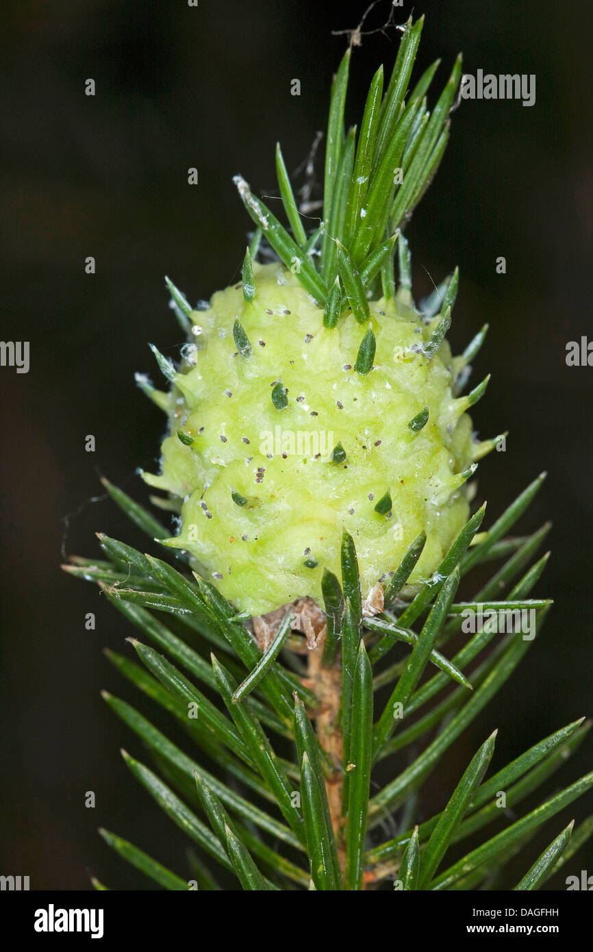 red larch gall adelgid (Adelges spec., ), pineapple gall at spruce ...