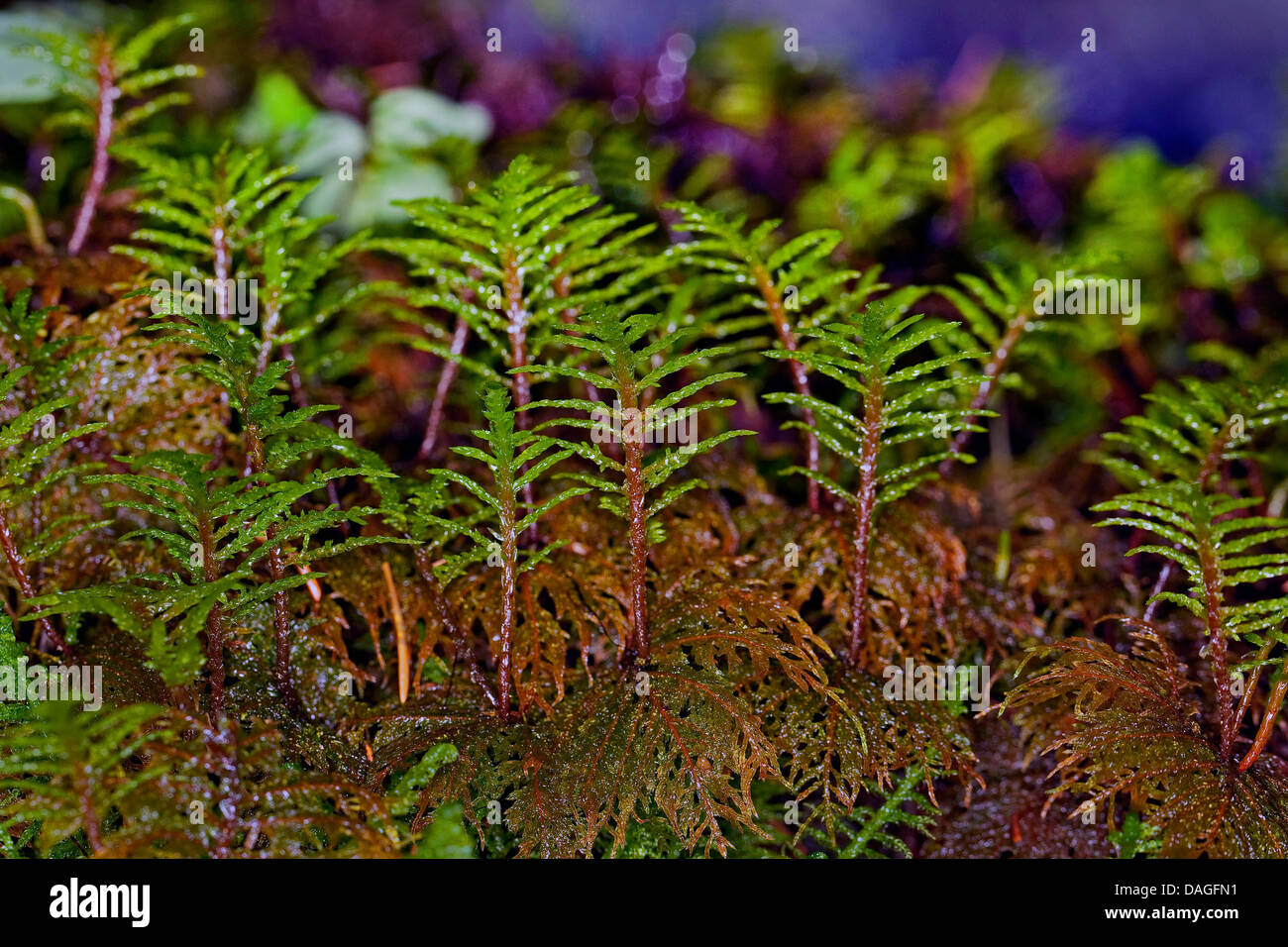 Glittering Wood-moss, Stair-step Moss, Stair Step Moss, Step-moss ...