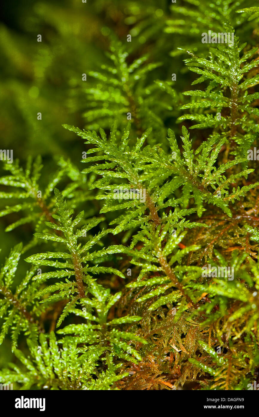 Mountain fern moss hi-res stock photography and images - Alamy