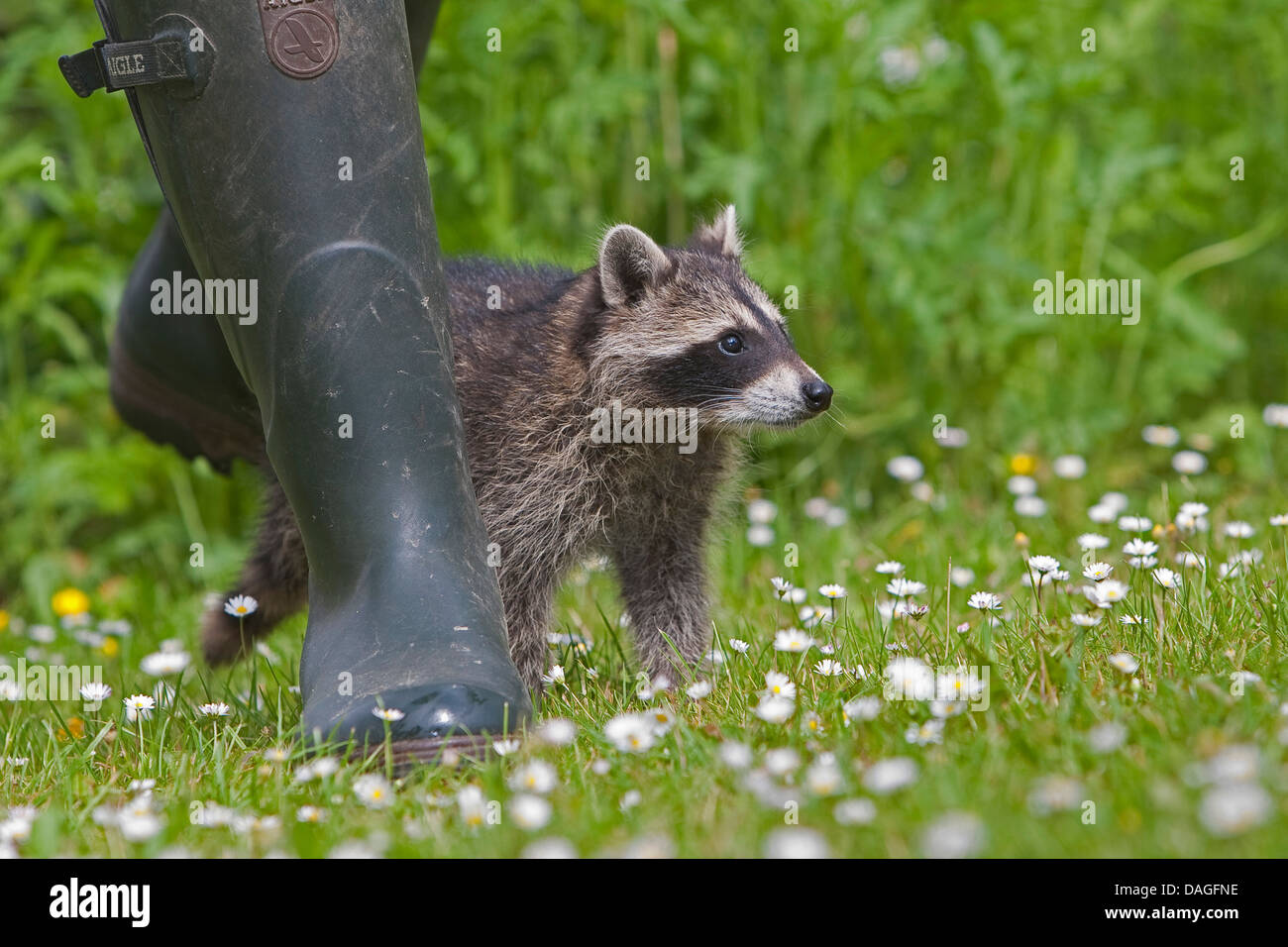 common raccoon (Procyon lotor), young animal next to rubber boots in a ...