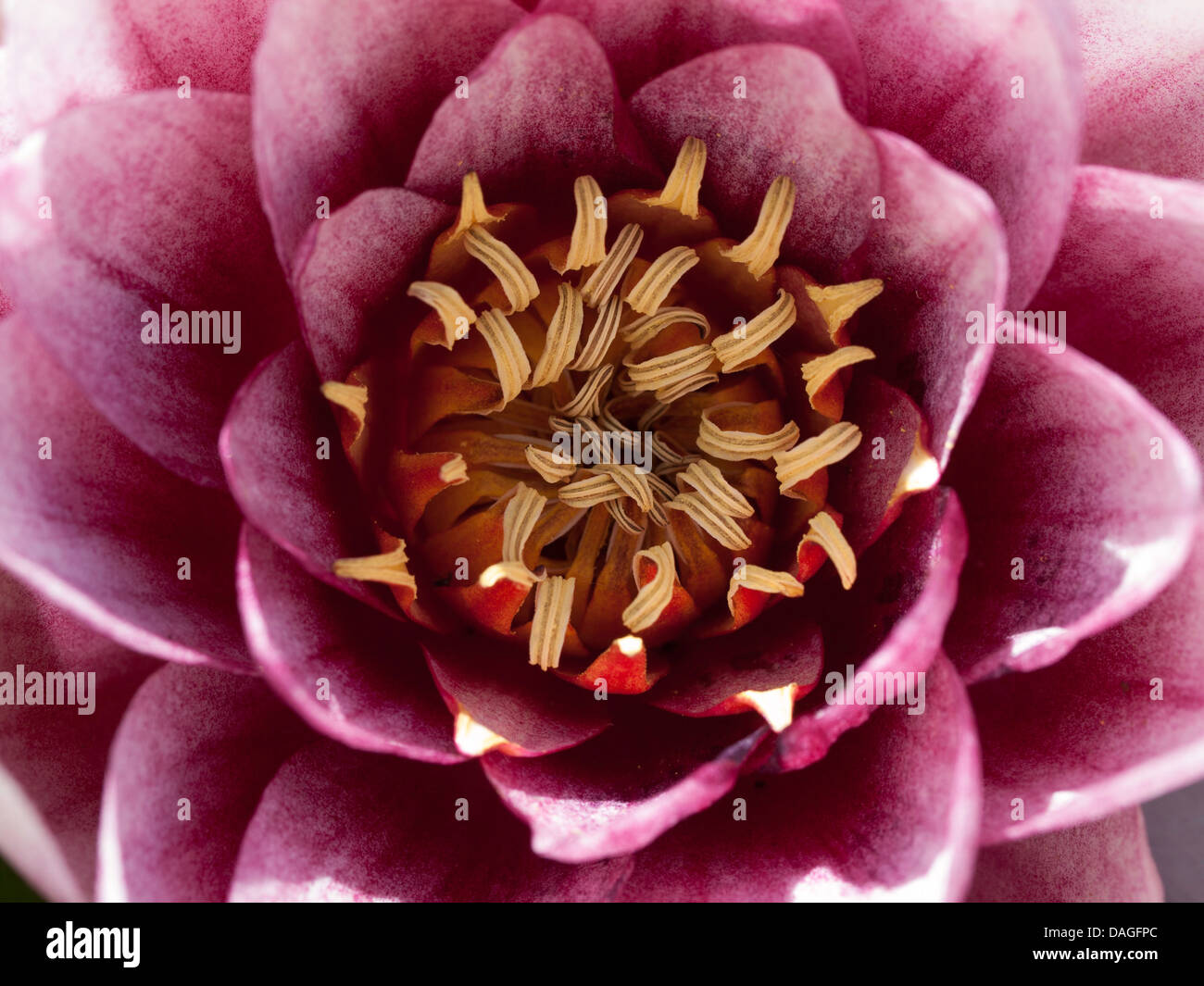 Waterlily Rene Gerard; Nymphaea 'Rene Gerard' Stock Photo - Alamy
