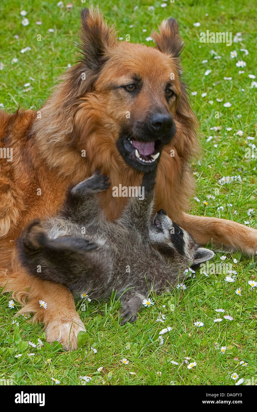 common raccoon (Procyon lotor), hand-raised juvenile raccoon playing ...